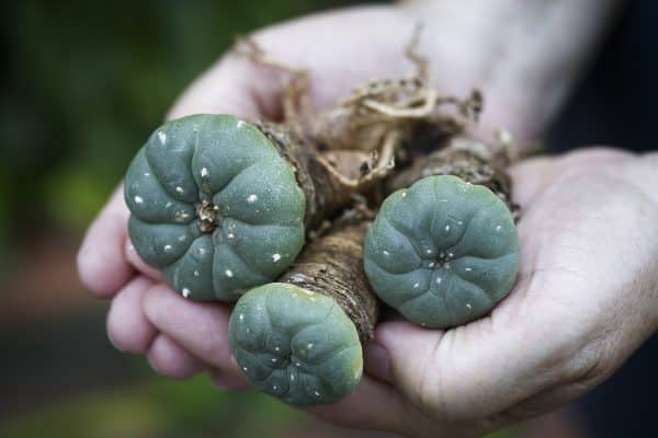 Everything You Need to Know About Selling Peyote in Texas | Ritter Spencer